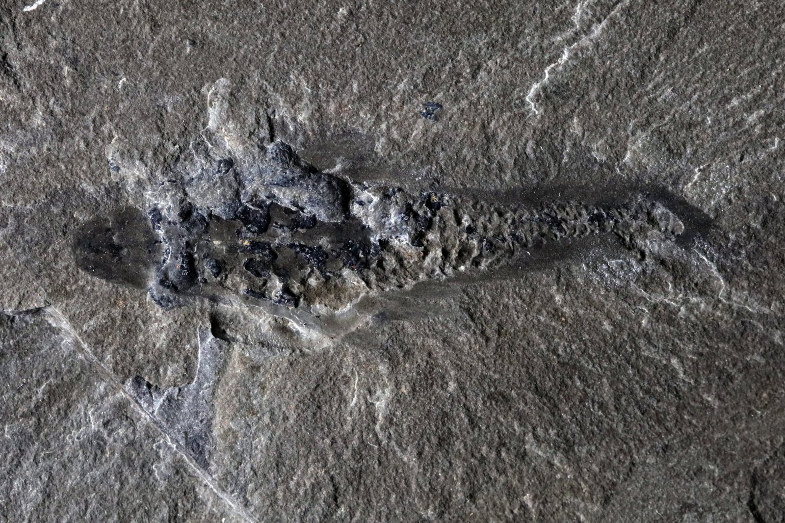 New Radiodont Species Mosura fentoni Discovered in the Burgess Shale