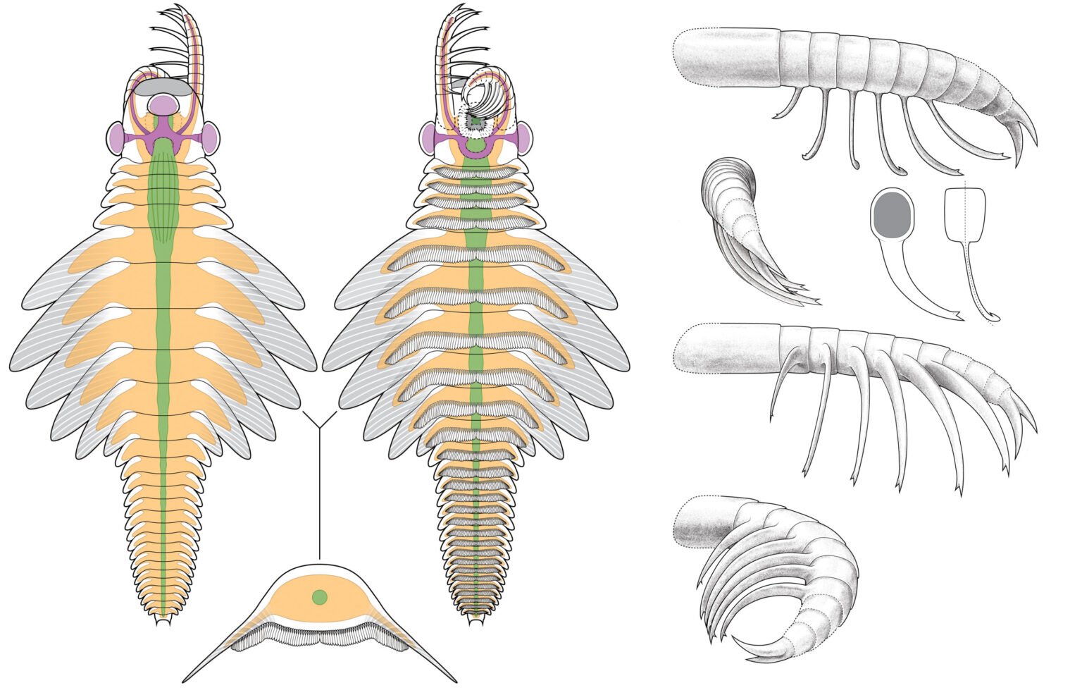 New Radiodont Species Mosura fentoni Discovered in the Burgess Shale