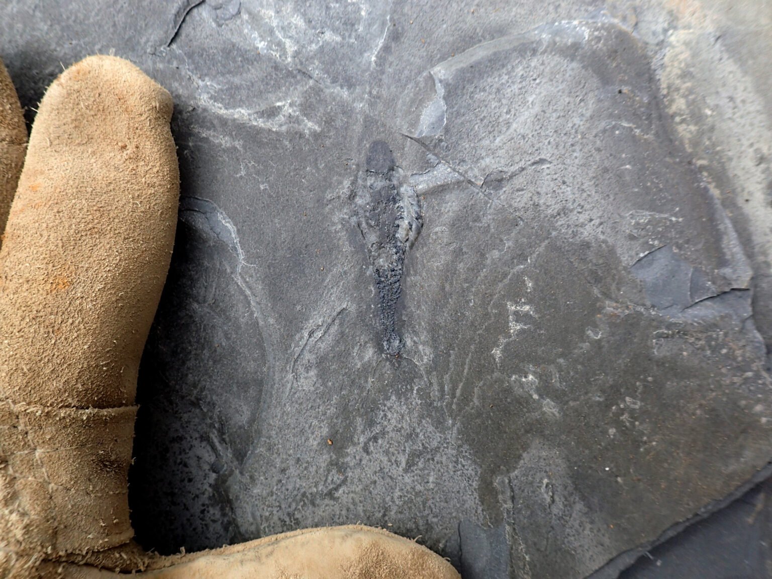 New Radiodont Species Mosura fentoni Discovered in the Burgess Shale
