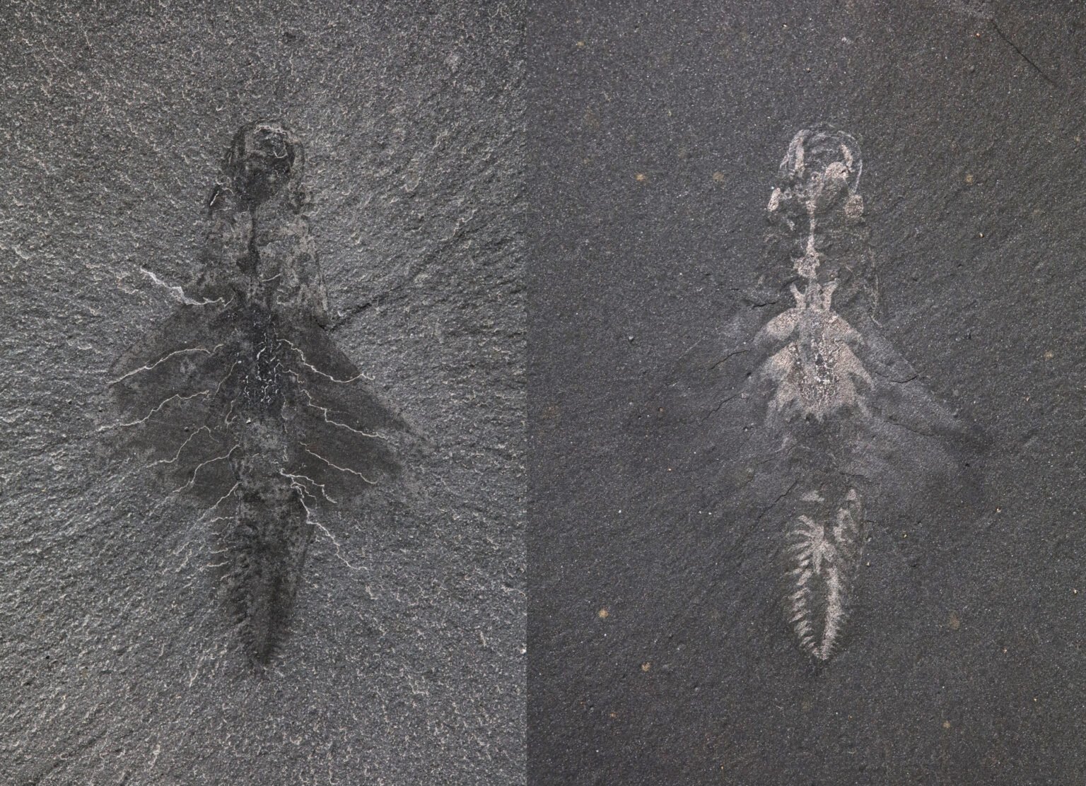 New Radiodont Species Mosura fentoni Discovered in the Burgess Shale