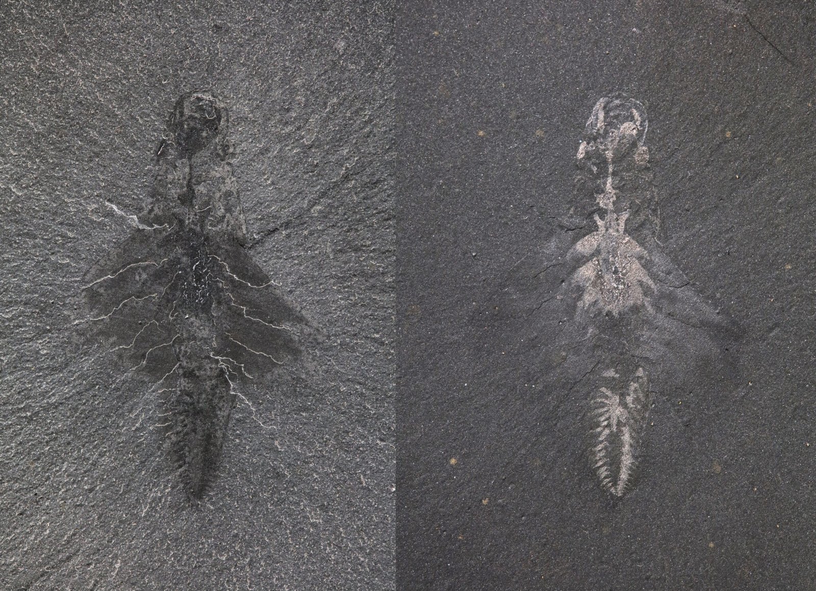 New Radiodont Species Mosura fentoni Discovered in the Burgess Shale