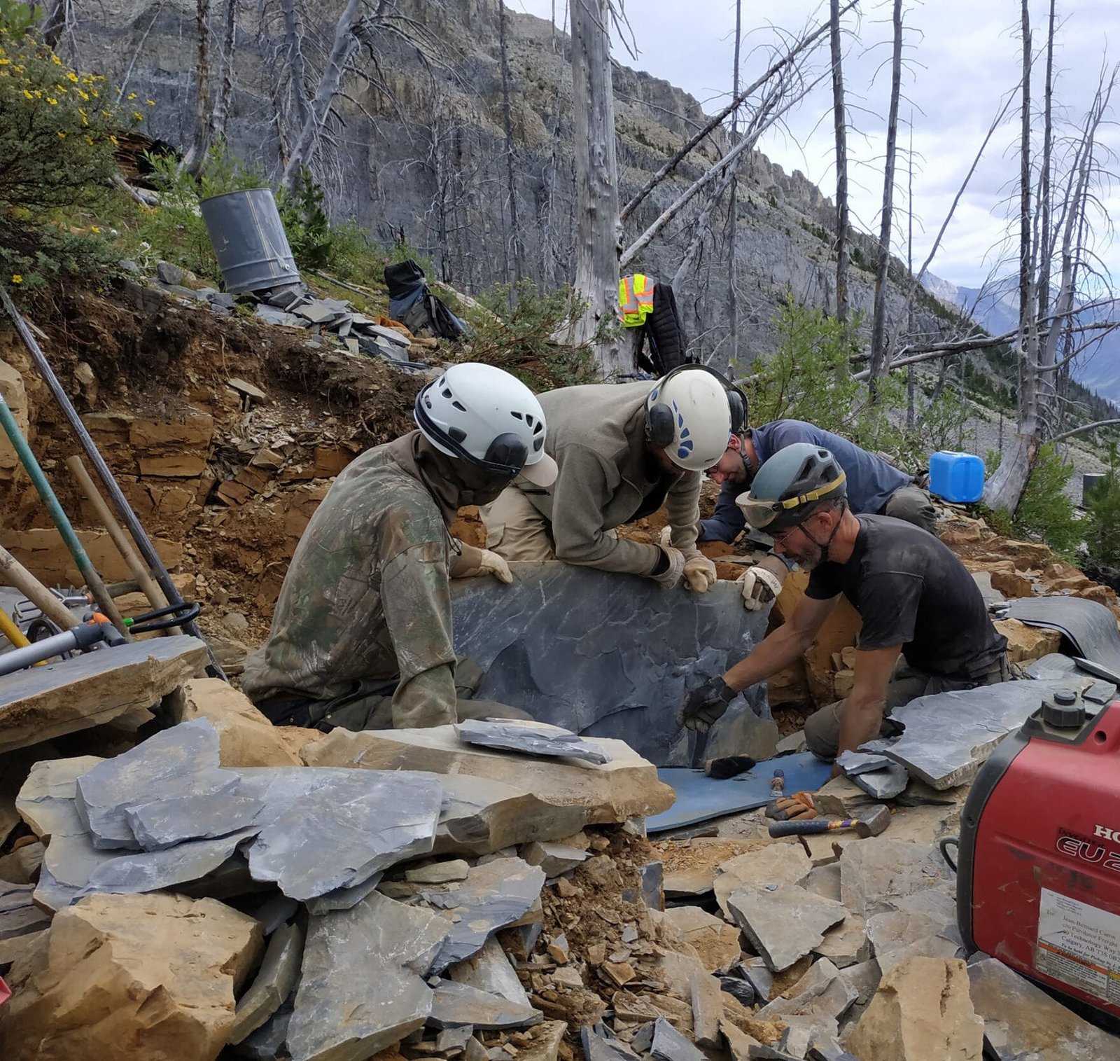 New Radiodont Species Mosura fentoni Discovered in the Burgess Shale