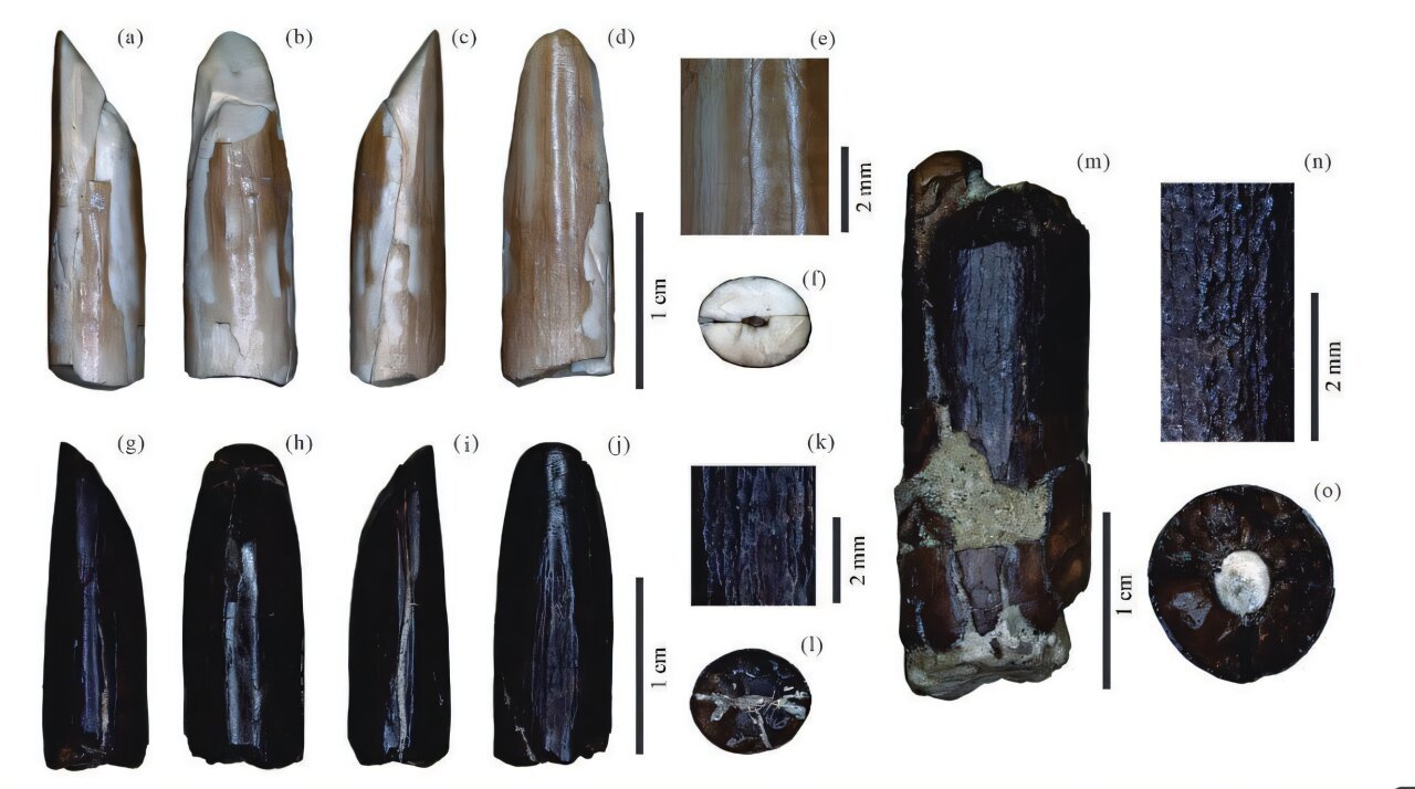 Late Cretaceous Dinosaur Teeth Discovered in Northeast China's Nenjiang ...